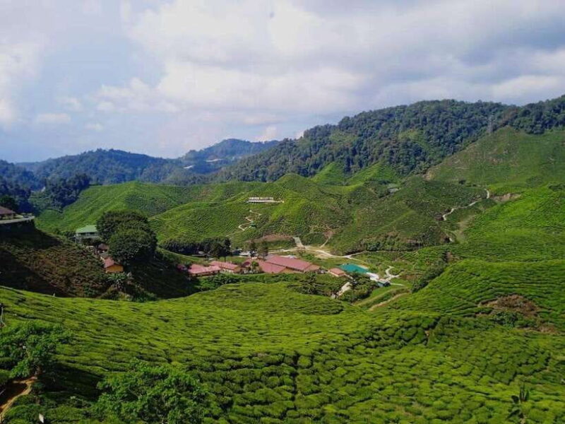 From Kuala Lumpur: Cameron Highlands Private or Join In Tour - Real Travelers’ Perspectives