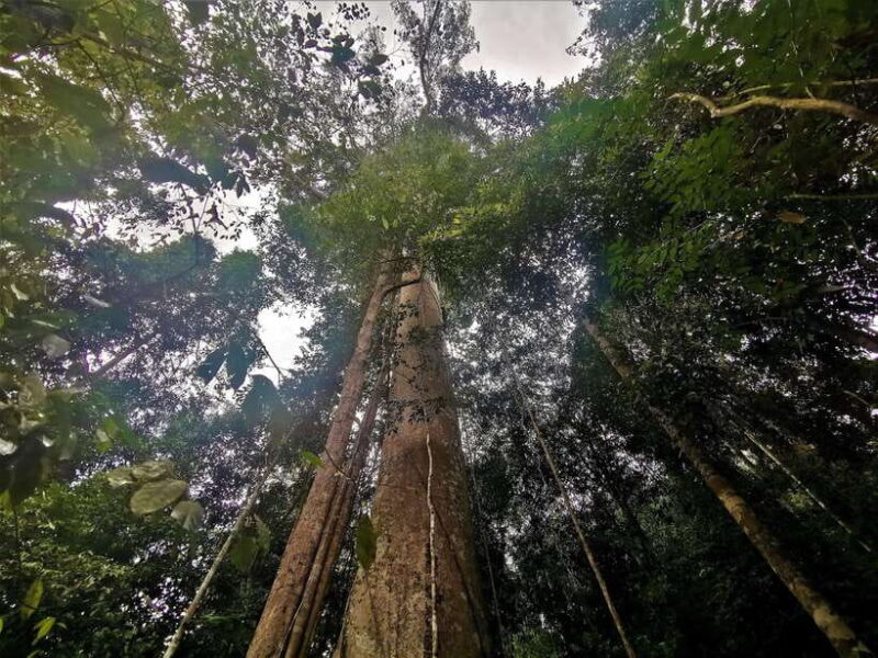 From Kuala Lumpur: Full Day Tour to Taman Negara - FAQ