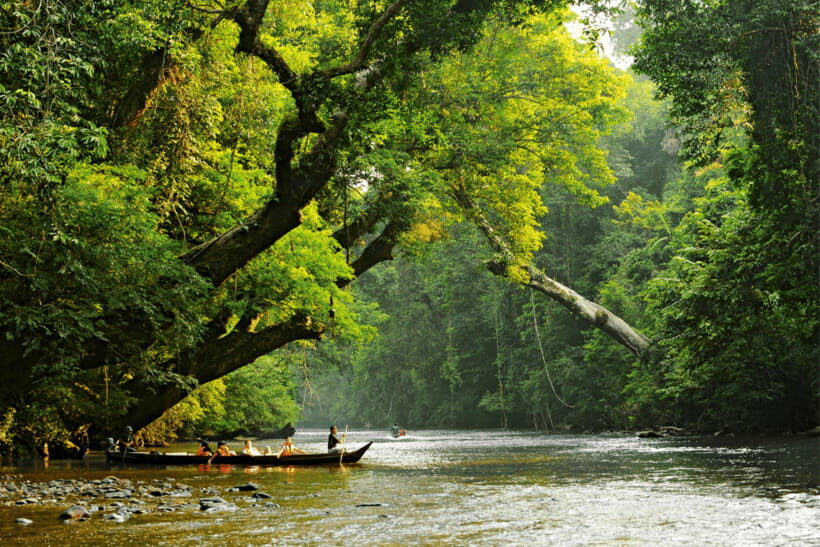 From Kuala Lumpur: Taman Negara National Park Private Tour - An In-Depth Look at the Taman Negara Private Tour