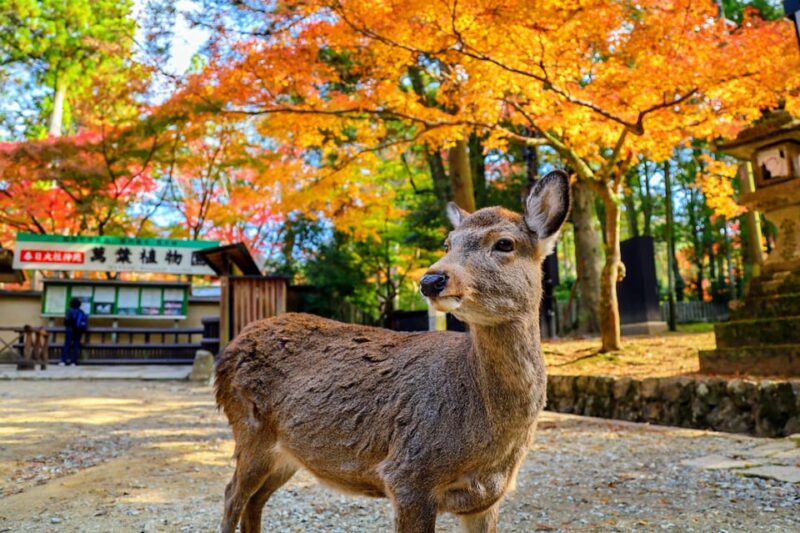 From Kyoto: Nara Guided Morning Tour - Frequently Asked Questions