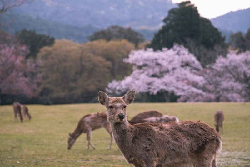FROM Kyoto/Nara: Highlight Customized Trip With Hotel Pickup - Key Points