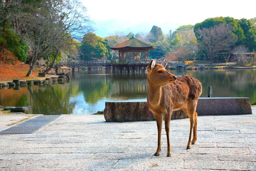 From Kyoto: Nara, Osaka & Kobe Day Trip  3 Cities in 1 Day - An In-Depth Look at the Itinerary