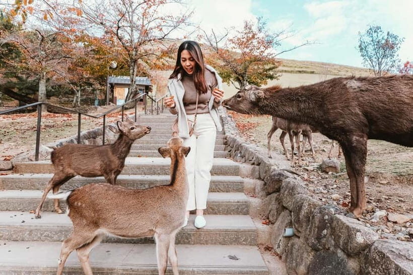 From Kyoto: Nara, Osaka & Kobe Day Trip  3 Cities in 1 Day - FAQ