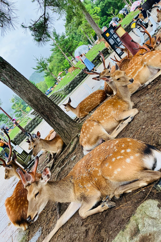 From Kyoto: Nara Private Car Tour With Hotel Pickup - Transportation and Guide