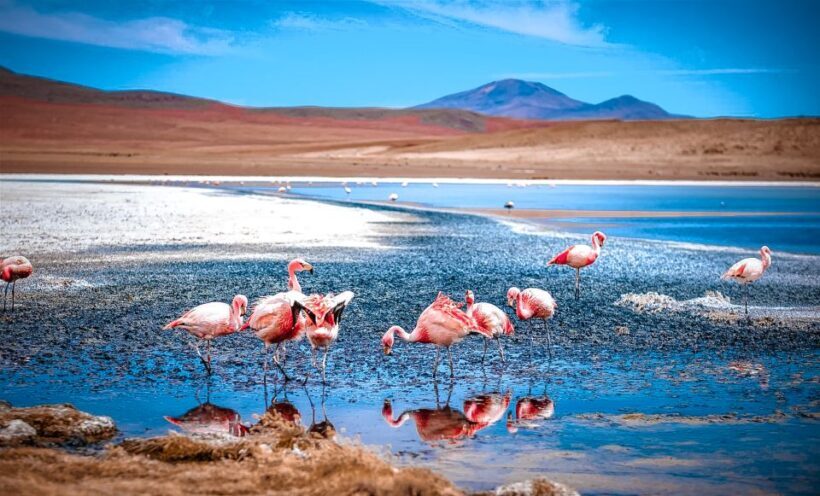 From La Paz: 4-Day Trip to San Pedro de Atacama w/Salt Flats - Introduction: Is This Tour Right for You?
