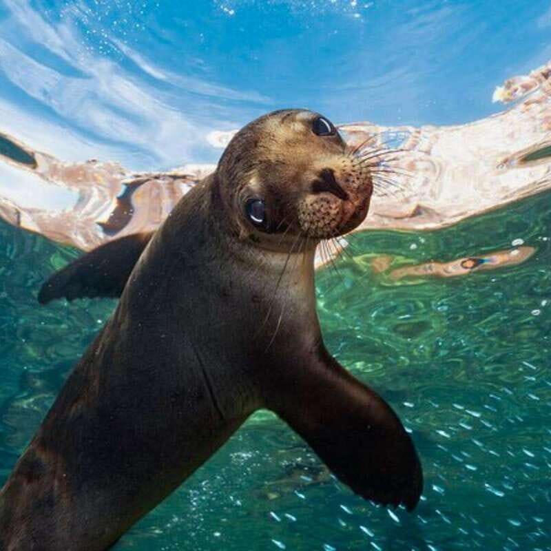 From La Paz: Espíritu Santo Island Tour all inclusive - Who Will Love This Tour?