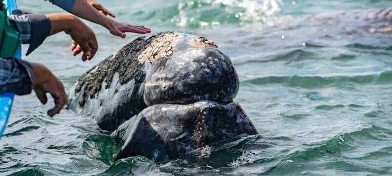 From La Paz: Puerto Chale Gray Whale Watching Tour - Key Points