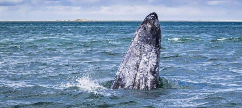 From La Paz: Puerto Chale Gray Whale Watching Tour - Exploring the Full Day of Whale Watching and Wildlife