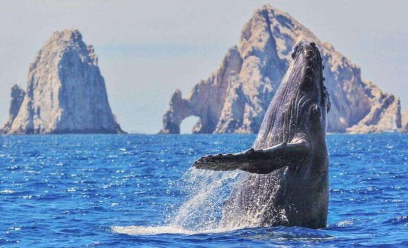 From La Paz: Puerto Chale Gray Whale Watching Tour - Who Will Love This Tour?