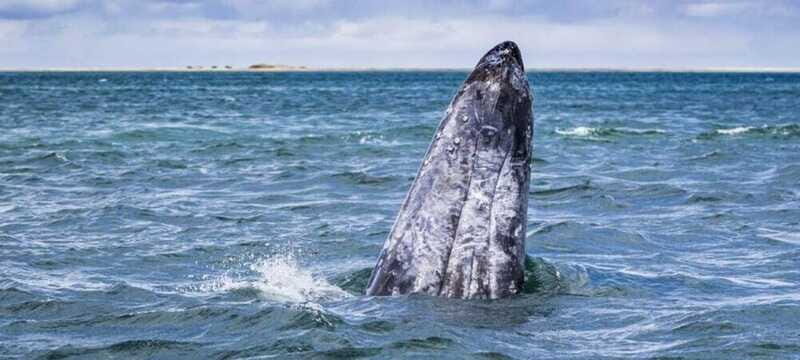From La Paz: Puerto Chale Gray Whale Watching Tour - Final thoughts