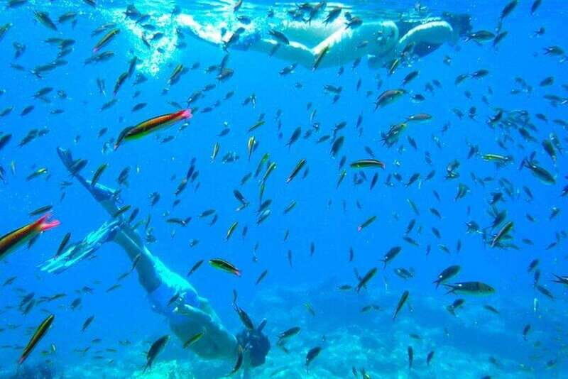 From La Paz: Whale Sharks, Sea Lions & Balandra Beach Combo - Key Points