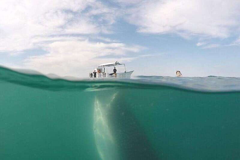 From La Paz: Whale Sharks, Sea Lions & Balandra Beach Combo - An In-Depth Look at the Experience