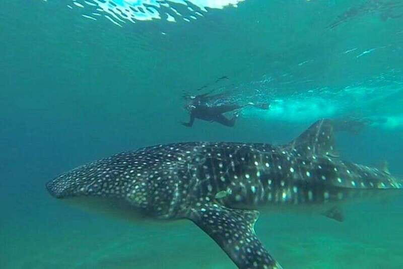 From La Paz: Whale Sharks, Sea Lions & Balandra Beach Combo - Who Should Consider This Tour?