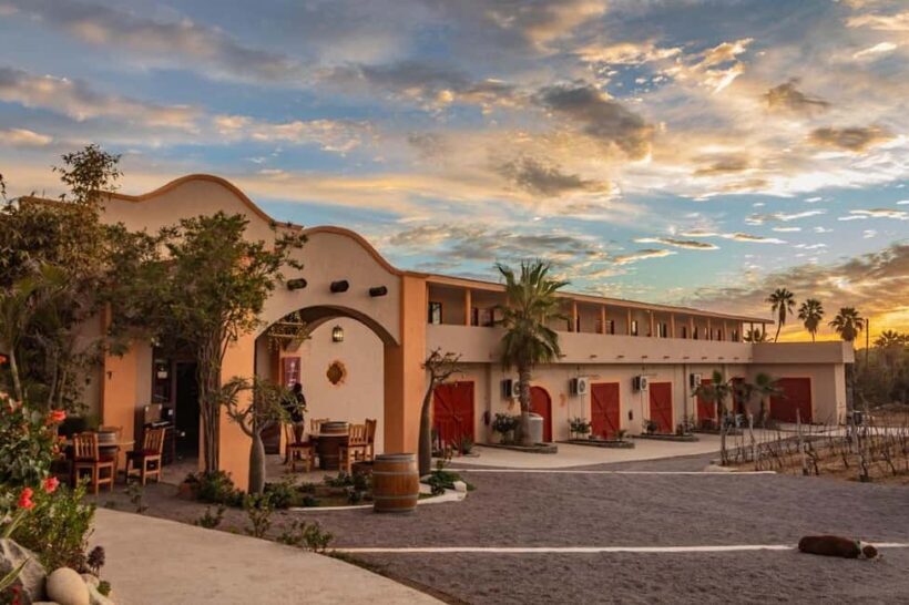 From La Playa: Vineyard Tour w/ Tasting & Todos Santos Stop - An In-Depth Look at the Tour