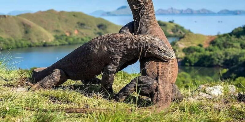 From Labuan Bajo: Day Tour of Komodo Island with Snorkeling - Potential Drawbacks and Considerations