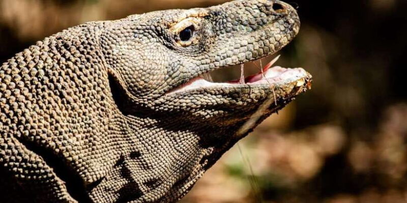 From Labuan Bajo Explore komodo dragon island - Key Points