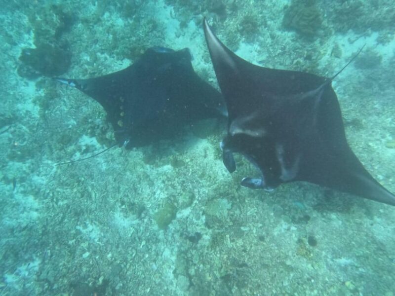 From Labuan Bajo Explore komodo dragon island - Final Thoughts on Value and Experience