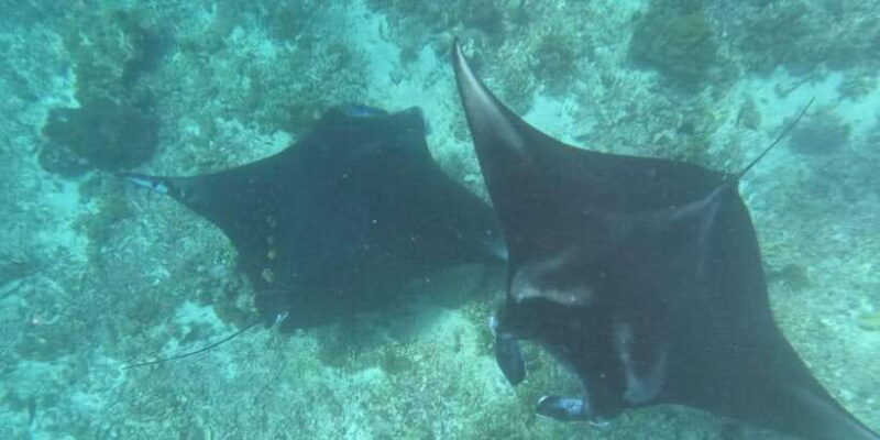 From Labuan Bajo Explore komodo dragon island - FAQs