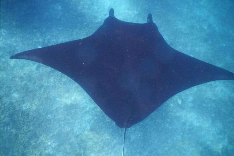 From Labuan Bajo: Komodo Dragons and Island Hop with All Fee - How This Tour Compares and Why It’s a Good Choice