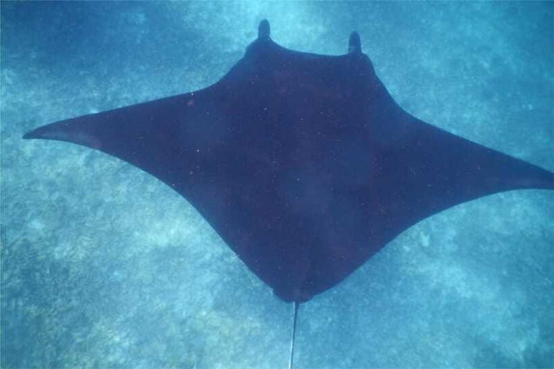 From Labuan Bajo: Komodo Dragons and Island Hop with All Fee - Final Thoughts