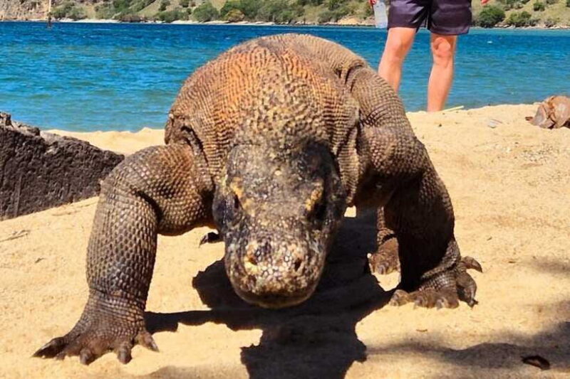 From Labuan Bajo: Komodo Dragons and Island Hop with All Fee - Frequently Asked Questions