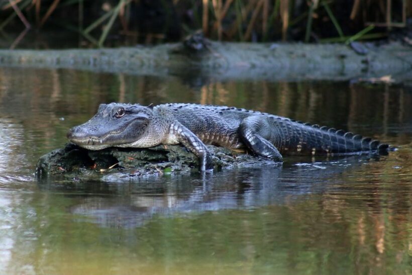 From Lafitte: Swamp Tours South of New Orleans by Airboat - Key Points