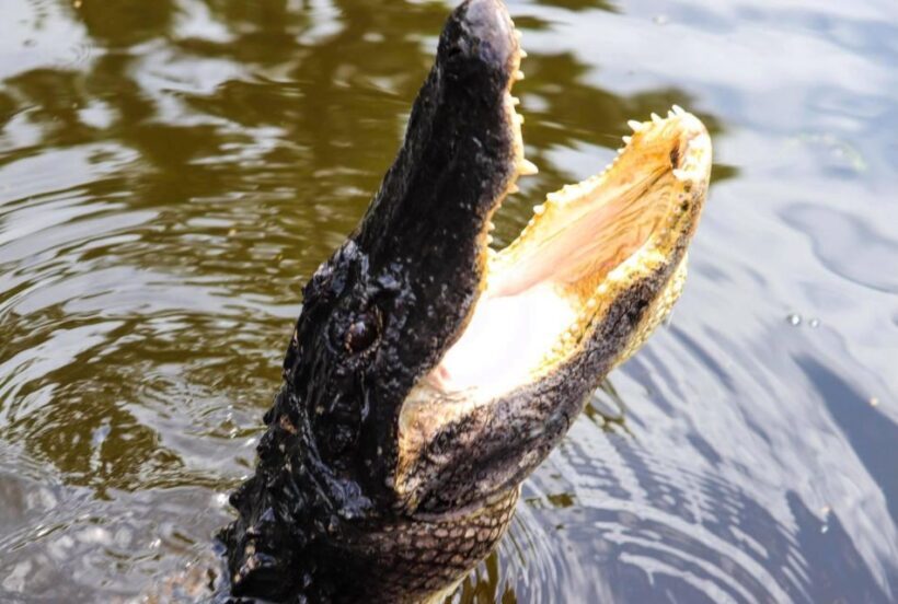From Lafitte: Swamp Tours South of New Orleans by Airboat - Wildlife encounters: what youll see