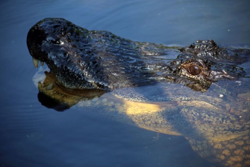 From Lafitte: Swamp Tours South of New Orleans by Airboat - The scenery: a landscape unlike any other