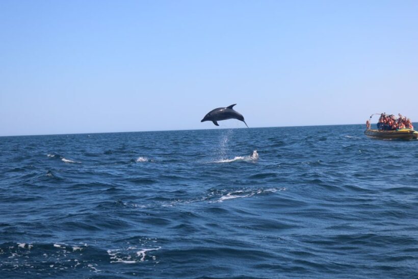 From Lagoa: Dolphins & Ponta da Piedade with biologist guide - Key Points