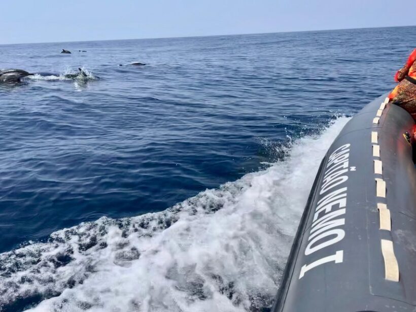 From Lagoa: Dolphins & Ponta da Piedade with biologist guide - An Honest Look at What This Tour Offers