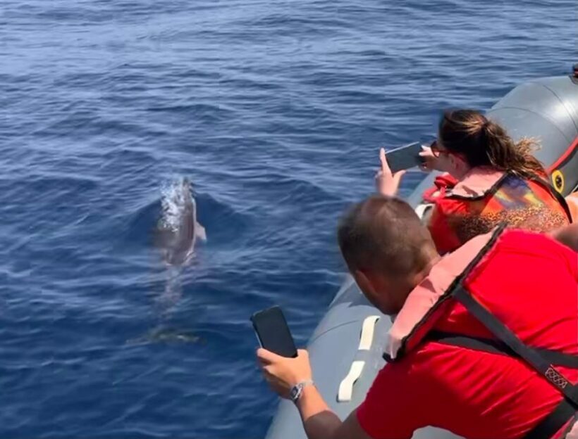From Lagoa: Dolphins & Ponta da Piedade with biologist guide - Practical Tips for Travelers