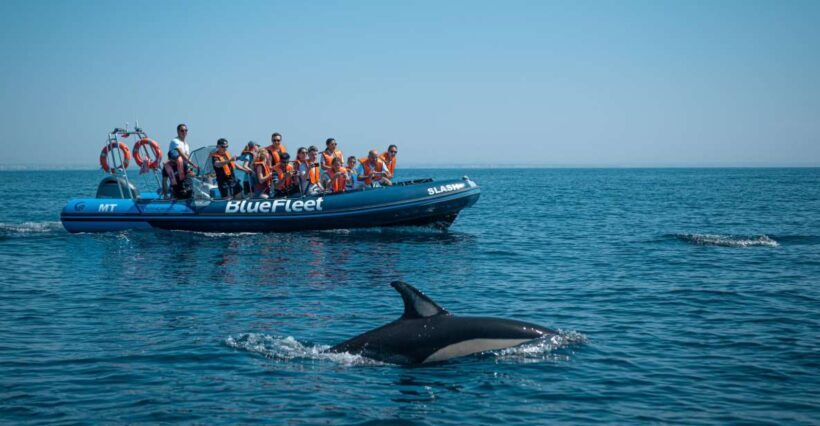 From Lagos: Dolphin Watching Boat Trip w/ Marine Biologists - Detailed Breakdown of the Itinerary