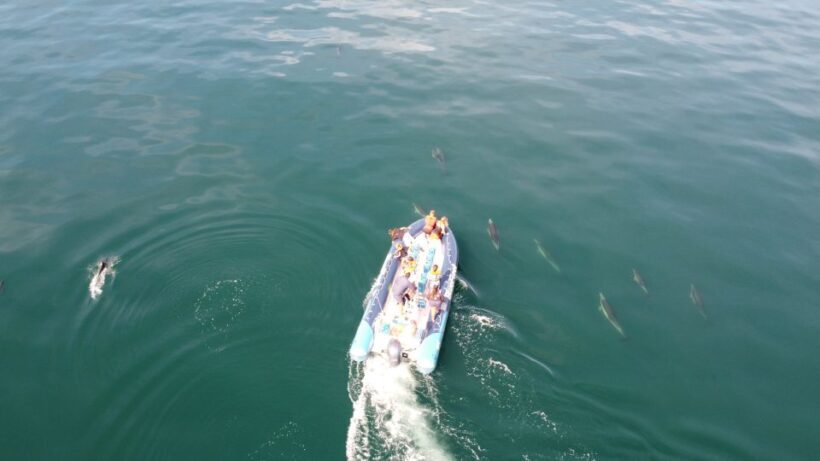 From Lagos: Dolphin Watching Boat Trip w/ Marine Biologists - Final Thoughts on Value and Suitability