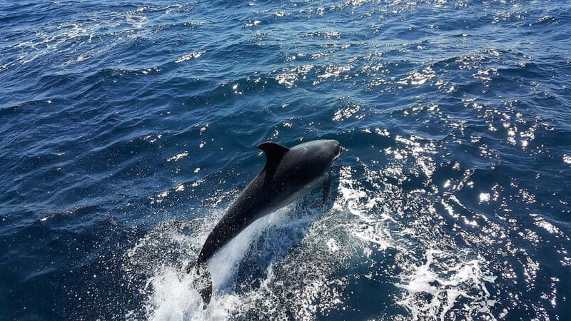 From Lagos: Dolphin Watching Catamaran Cruise - A Deep Dive into the Dolphin Watching Catamaran Experience