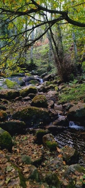 From Lagos: Monchique Private Guided Hike + Medronho Tasting - A Closer Look at the Itinerary and Highlights
