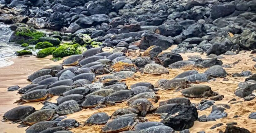 From Lahaina, Maui: Road to Hana Tour - Who Might Want to Consider Other Options?