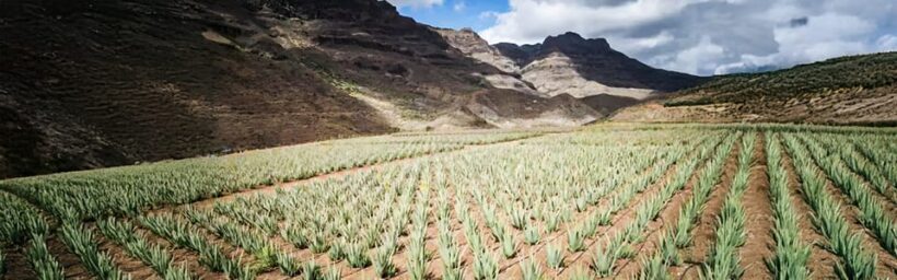 From Las Palmas: Fataga, Finca de Aloe Vera and Mercado Puerto de Mogán - Easy Access and Pickups