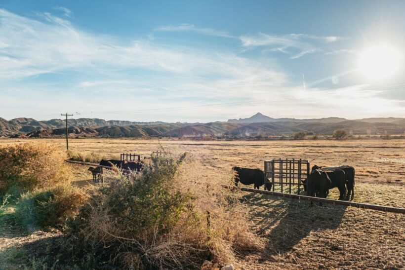 From Las Vegas: Desert Sunset Horseback Ride with BBQ Dinner - Frequently Asked Questions