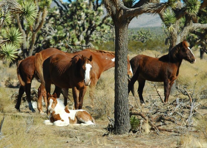 From Las Vegas: Grand Canyon West 5-in-1 Tour with Rim Lunch - Transportation and Group Size