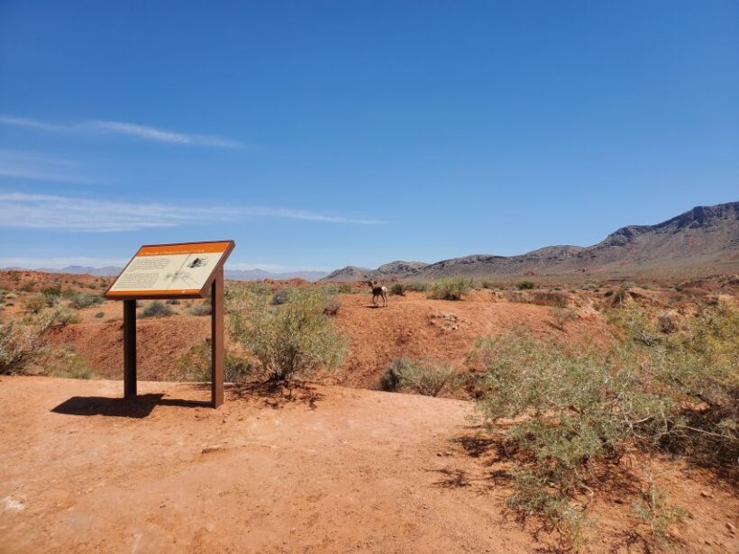 From Las Vegas: Valley of Fire Small Group Tour - FAQ