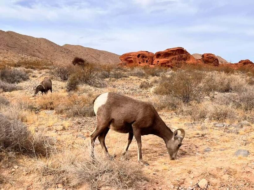 From Las Vegas: Valley of Fire State Park Guided Day Tour - Introduction: A Day in Nevada’s Most Famous State Park