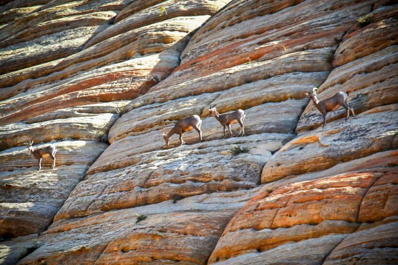 From Las Vegas: VIP Small-Group Zion National Park Adventure - Practical Tips and Considerations