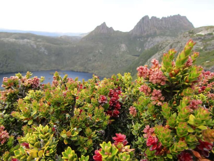 From Launceston: Cradle Mountain - Active Day Tour - The Sum Up: Is This Tour for You?
