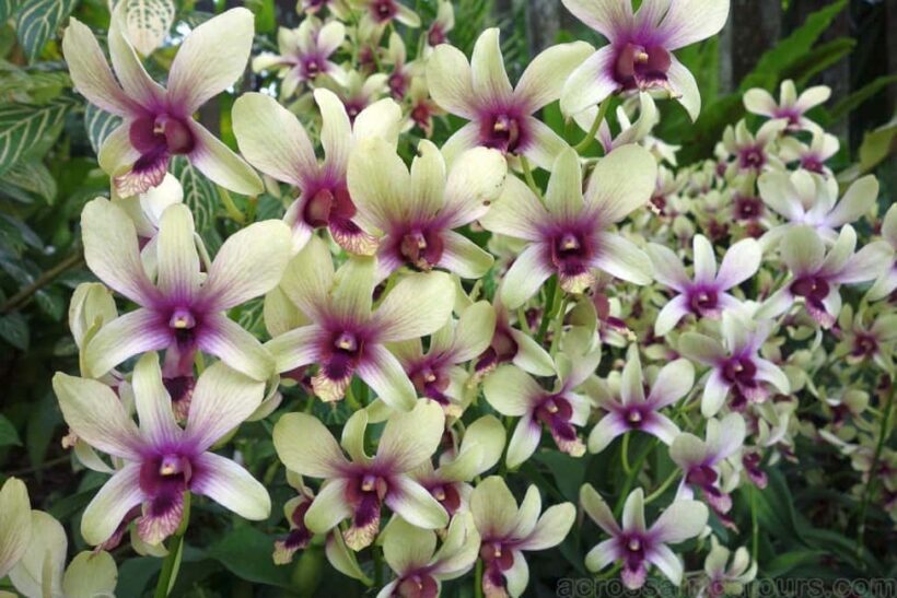 From Lautoka: Garden of Sleeping Giant, Viseisei & Nadi Tour - An In-Depth Look at the Tour