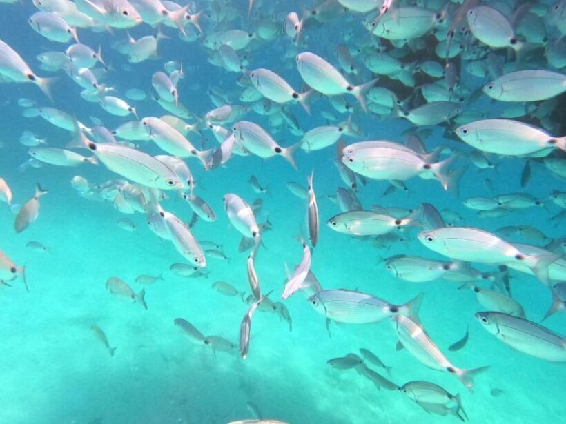 From Lefkimmi: Boat Trip to Sivota & Blue Lagoon - Why This Tour Works for Different Travelers