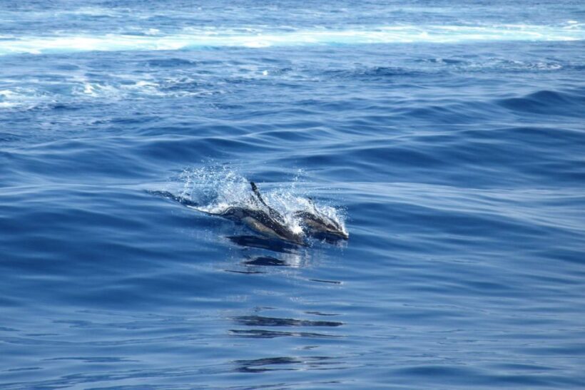 From Lefkimmi: Corfu, Kavos Party Booze Cruise - Who Should Consider This Experience?