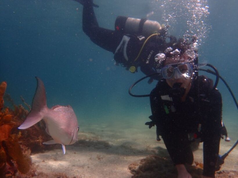 From Leigh: Goat Island Try Scuba Diving Experience - The Marine Environment at Goat Island