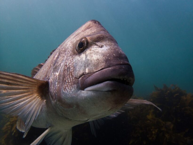 From Leigh: Goat Island Try Scuba Diving Experience - The Value of the Experience