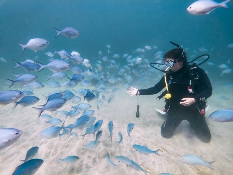 From Leigh: Goat Island Try Scuba Diving Experience - Detailed Breakdown of the Tour