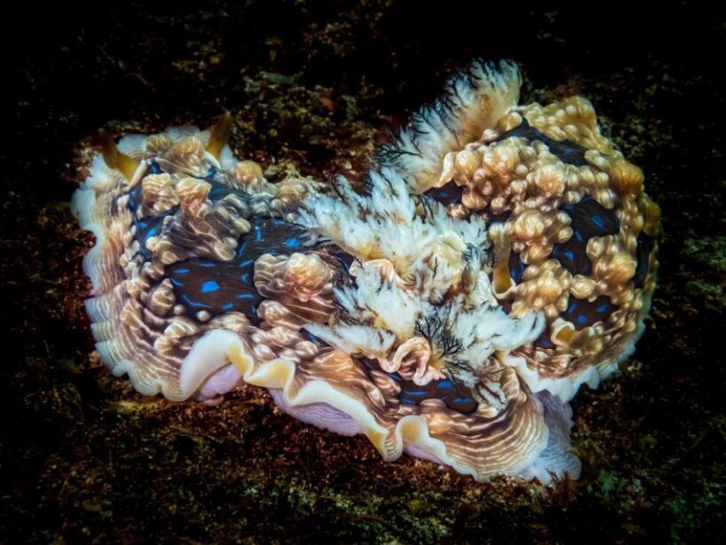 From Leigh: Goat Island Try Scuba Diving Experience - Authentic Experiences and Traveler Feedback
